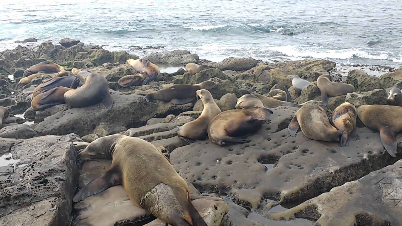 Stinky seals in La Jolla - YouTube