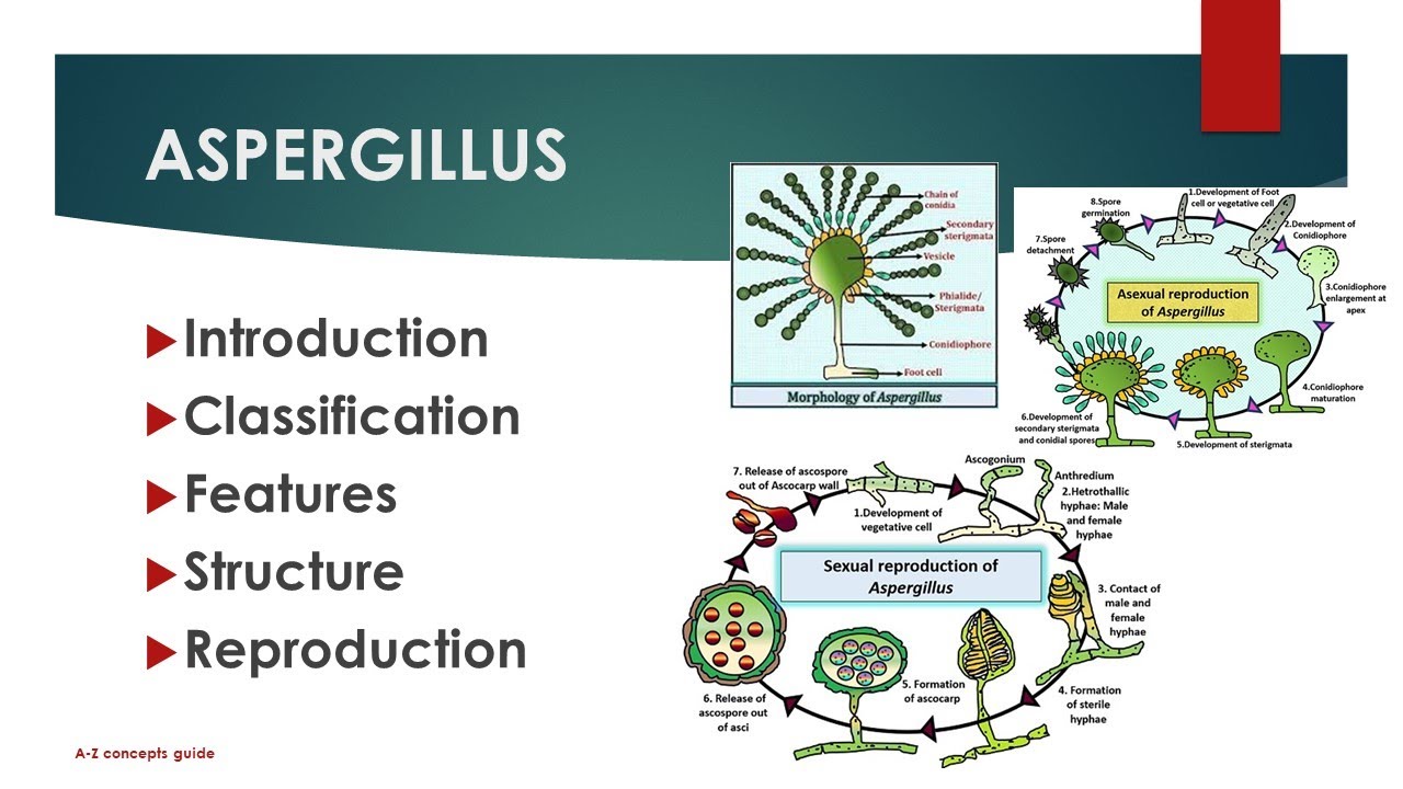 Aspergillus Ascospores