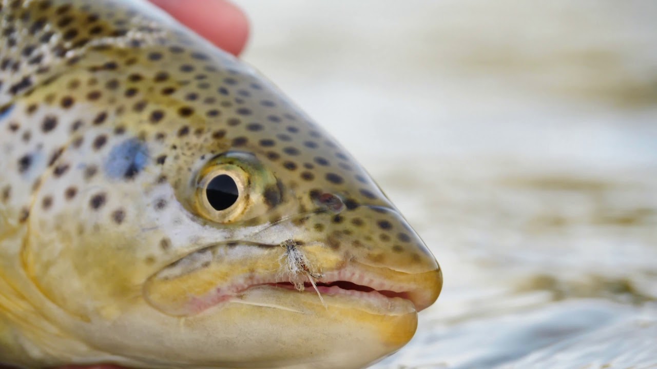 How to Fish a Spinner Fall, Finale: Putting It All Together - YouTube