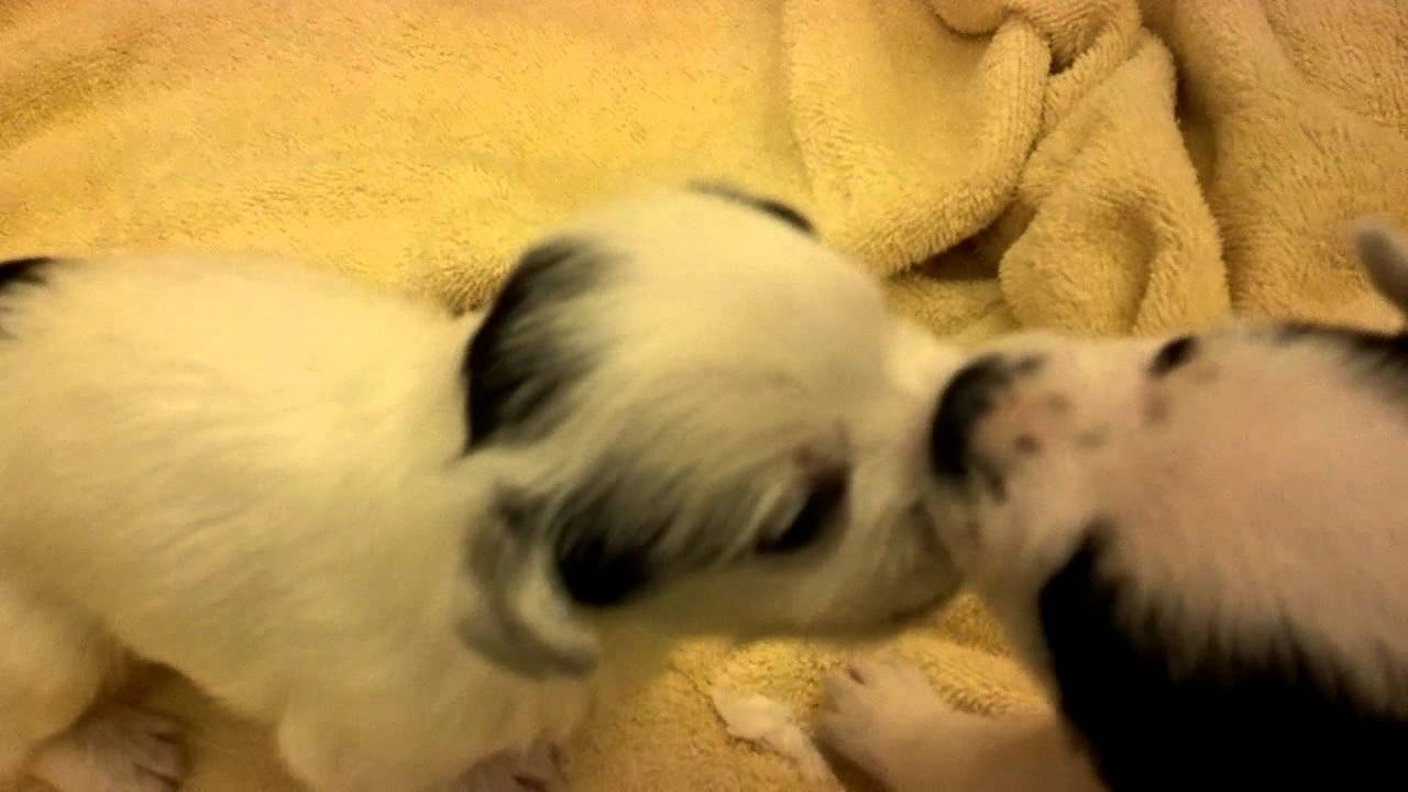 Puppy fight - YouTube