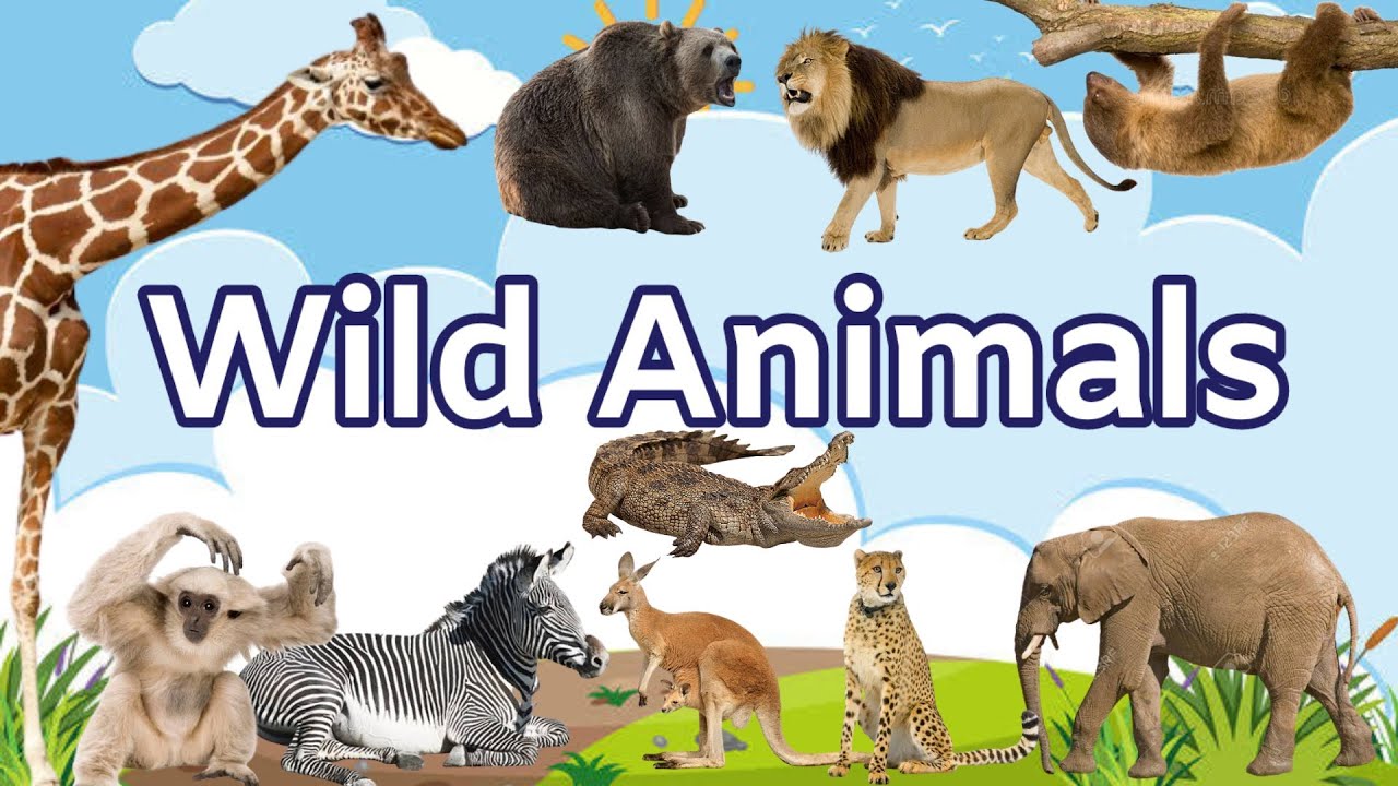 Learn animals name with pictures in English. Animals name basic English ...