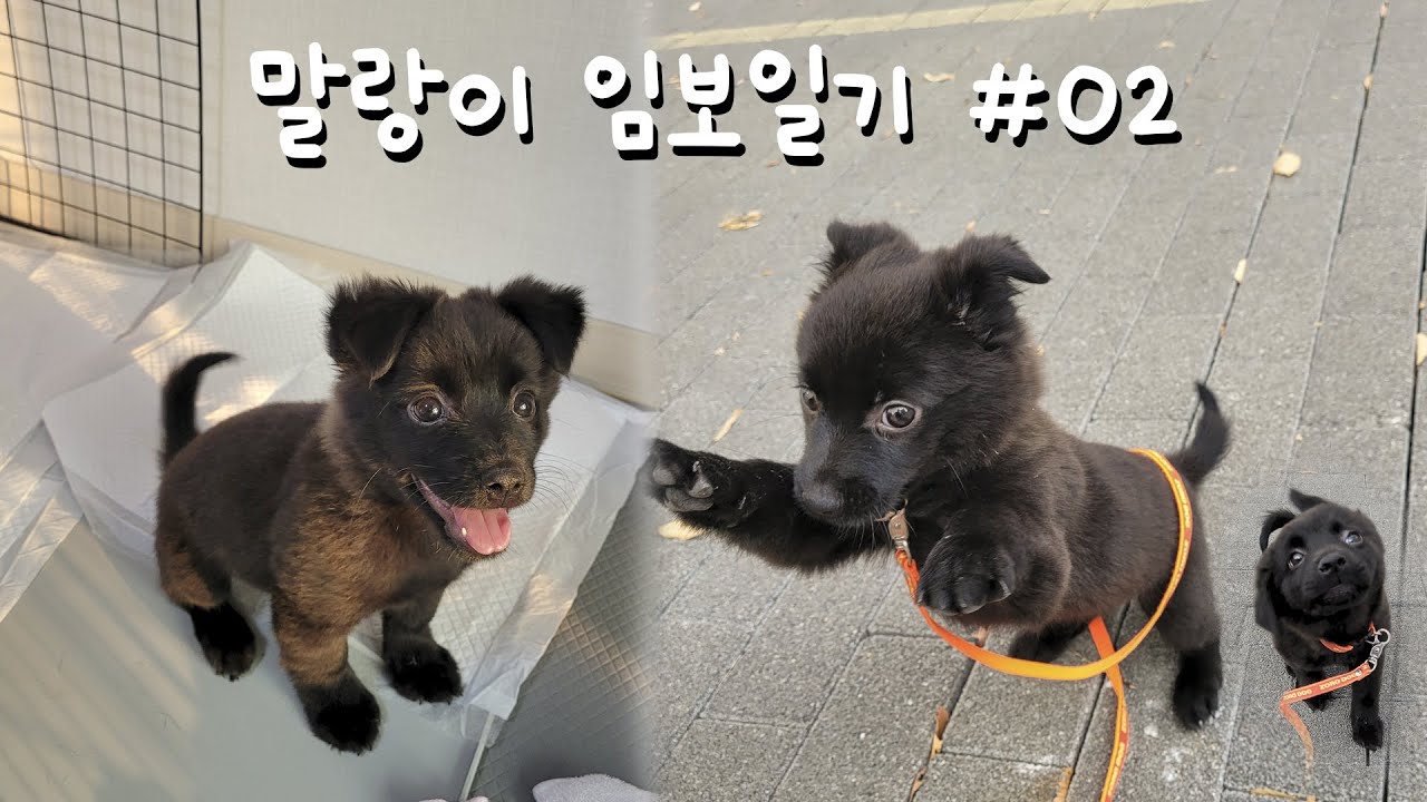 말랑이 임보일기 02 ㅣ 3개월 강아지 배말랑이 첫산책 앉아훈련 ㅣ 강릉보호소출신 1인가구 임시보호 ㅣ 유기견임시보호 유기견 유기견임보 강아지 Vlog Youtube
