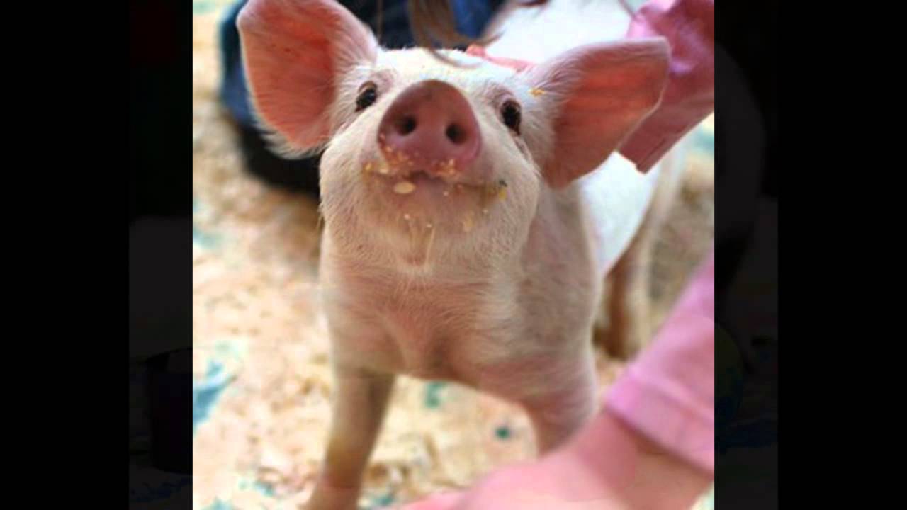 Luis Carlos Meyer - La Puerca - YouTube