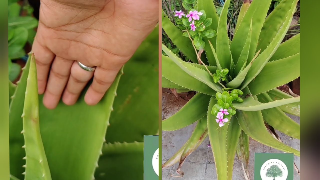 Alovera Benefits | How to Use Alovera Plants | Alovera - YouTube