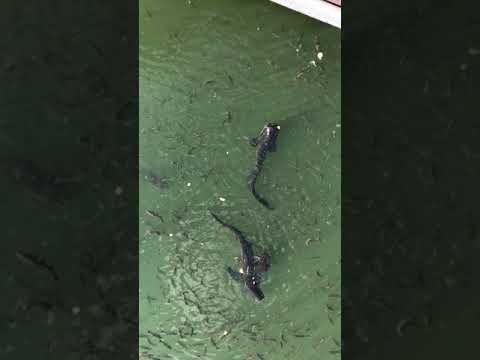 Monstrous catfish in Chernobyl Exclusion Zone, Ukraine | CHERNOBYLwel ...