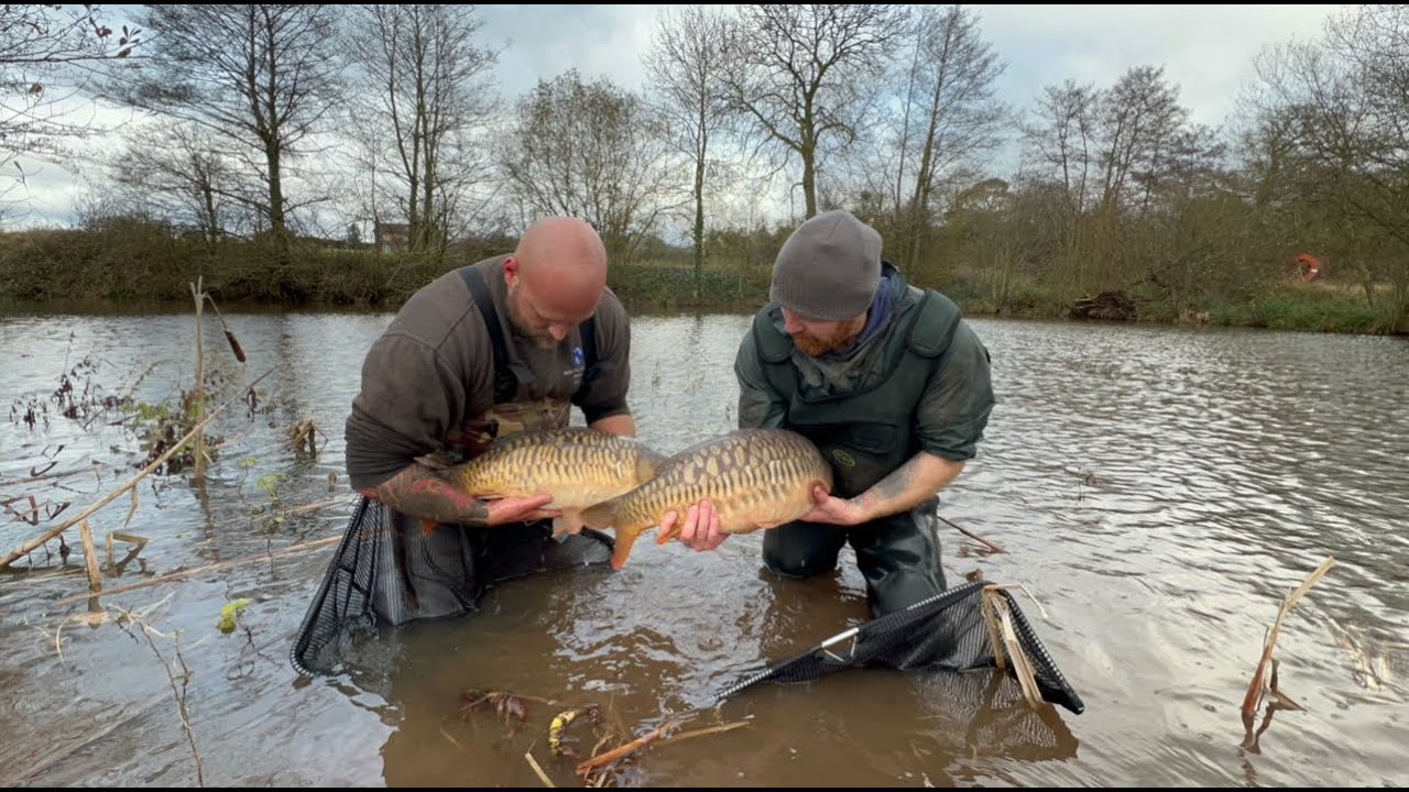 Carp Harvest at the UK's LARGEST CARP FARM - YouTube