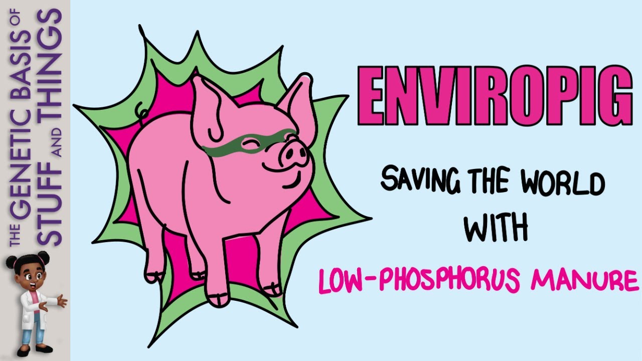 Pigs, phosphorus and poop? How genetically modified organisms are ...