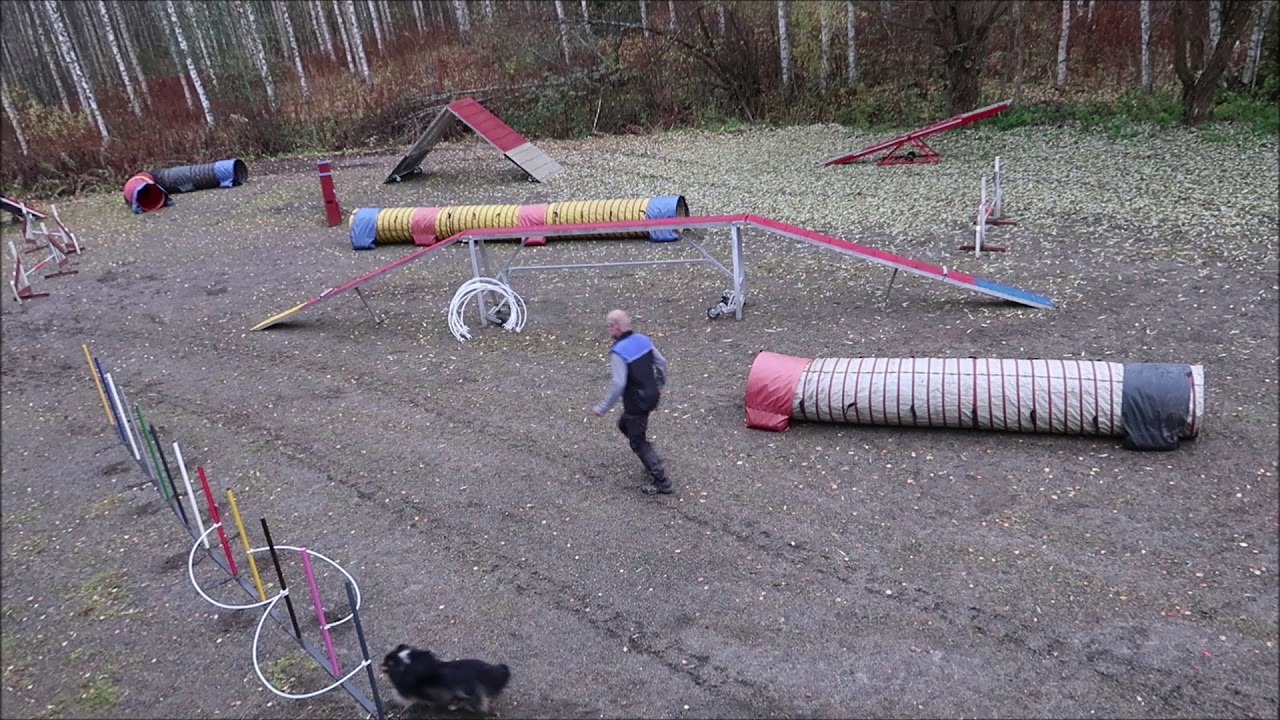 Sheltie / shetland sheepdog Sammy training agility - YouTube