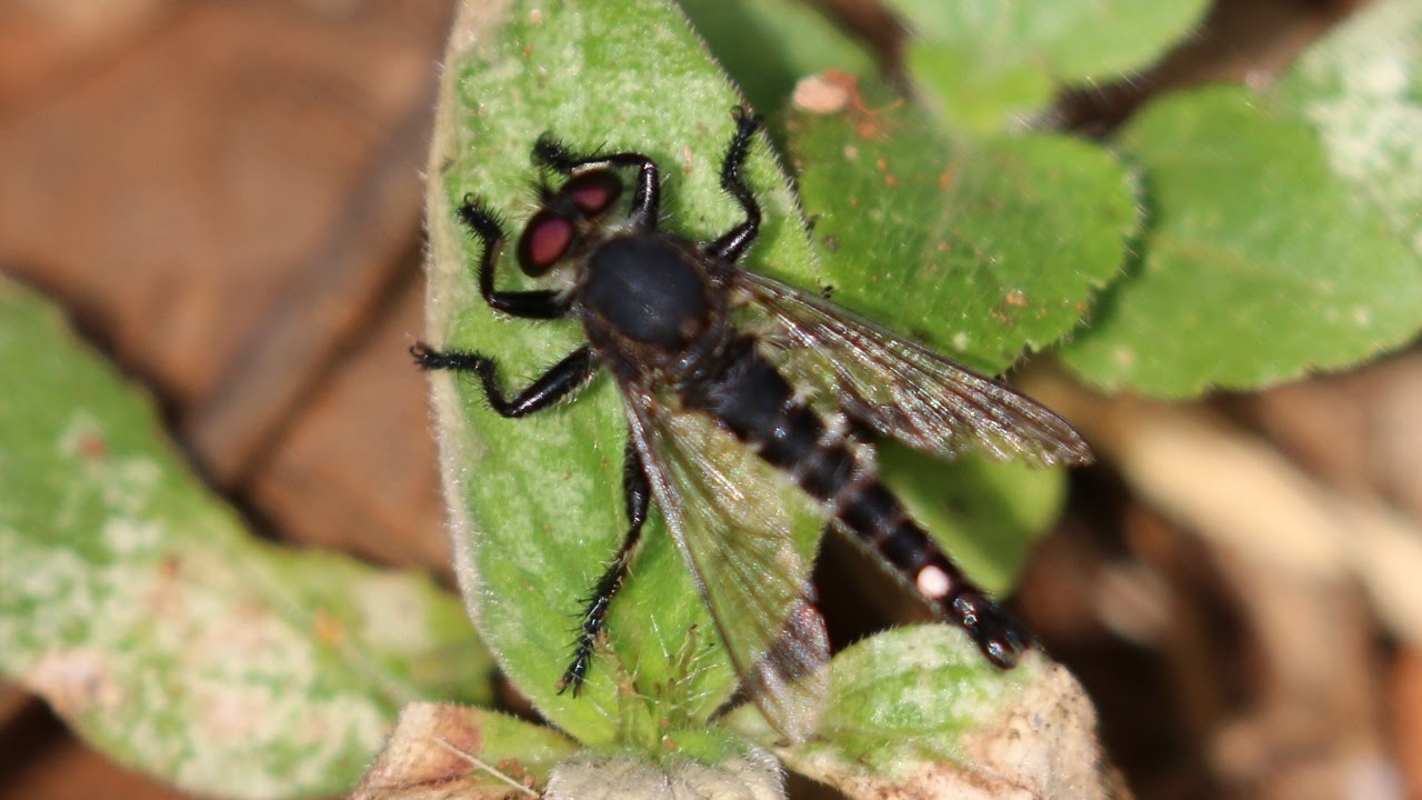Asilidae - Assassin flies - Moscas-Assassinas - YouTube