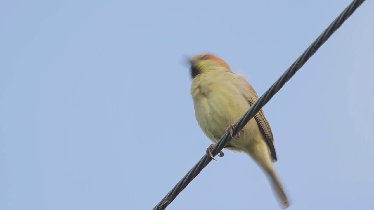 PLAIN-BACKED SPARROW, Palmuvarpunen, Passer flaveolus, Thailand - YouTube