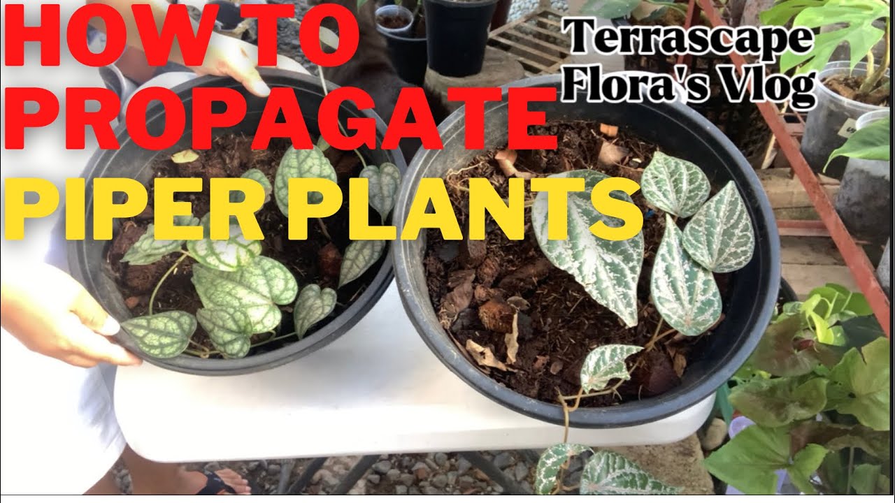 How to Propagate Piper Plants (piper sylvaticum, piper crocatum) - YouTube