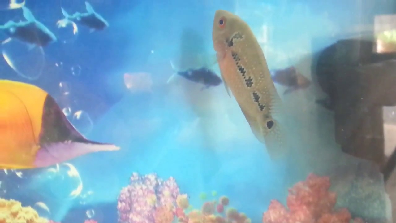 Fish, lor hanfish | Flower horn ឡហាន|ត្រីឡហាន - YouTube