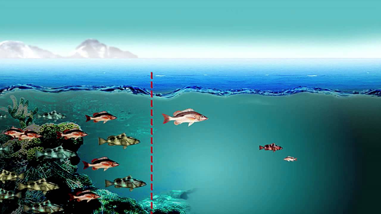 Caribbean Fish Sanctuaries Video - YouTube