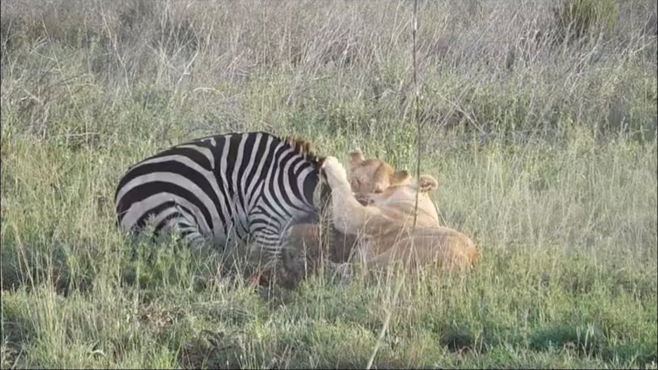 lioness attacking the adult zebra from the group and bringing it down ...
