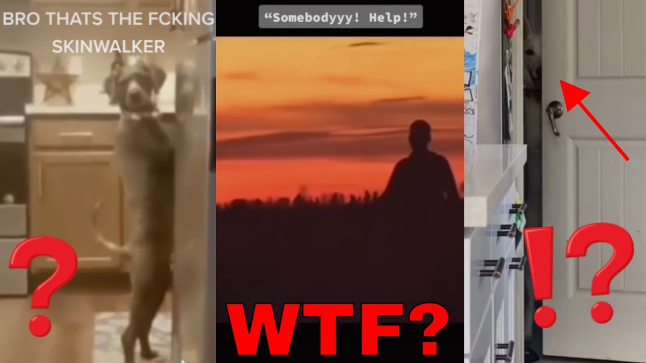 Reacting To Skinwalker TikToks - SquishyMain - YouTube