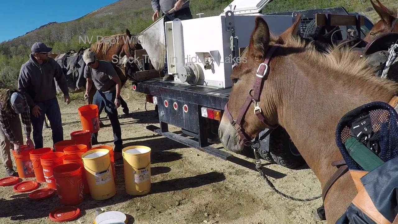 Danny Riddle BCH NV Timeline - YouTube