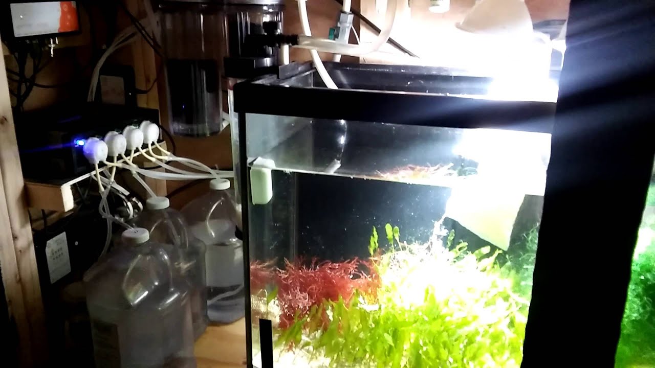 Quick Look At Custom Reef Sump | Reef Tank - YouTube