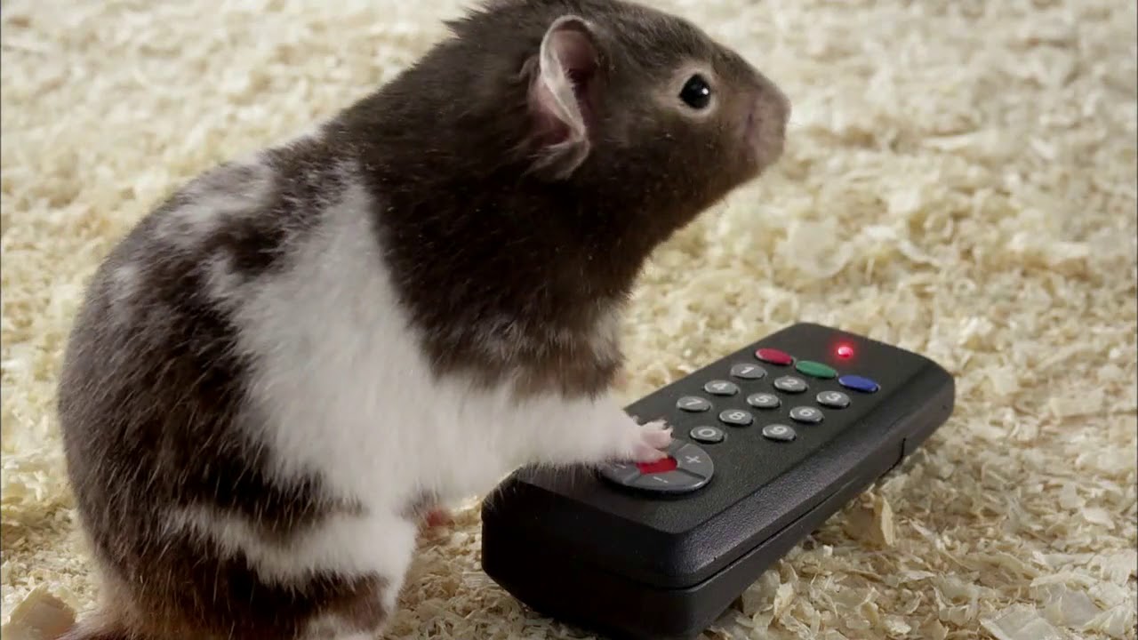 Netflix TV Commercial, 'Hamster Talk - YouTube