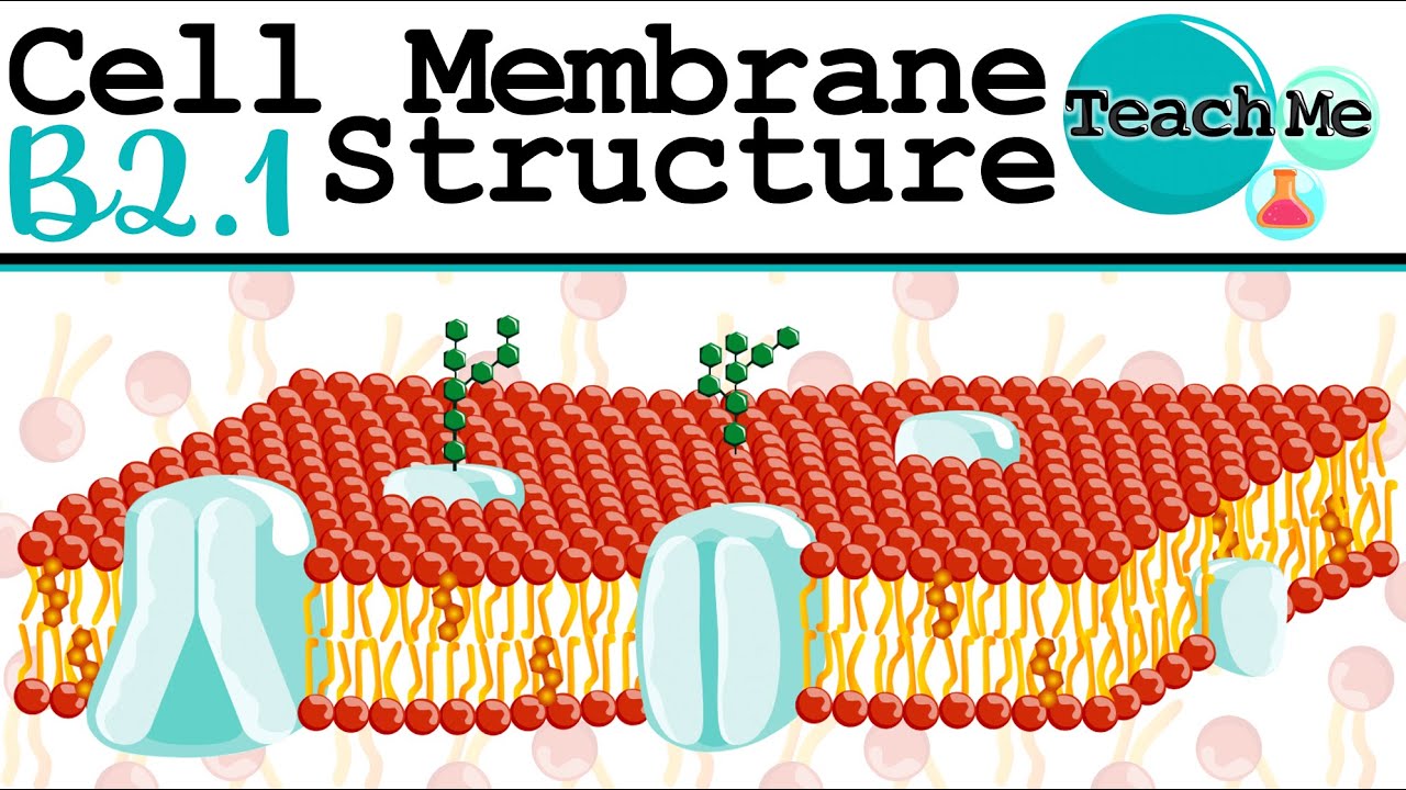(B2.1) - Cell Membrane Structure - IB Biology (SL/HL) - YouTube
