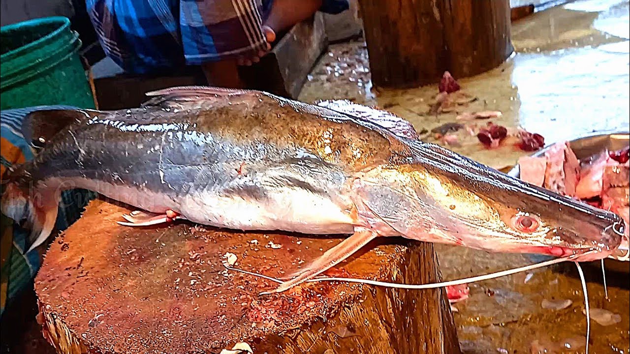 Amazing Giant Catfish Cutting Skills | Fastest Live Big Catfish ...