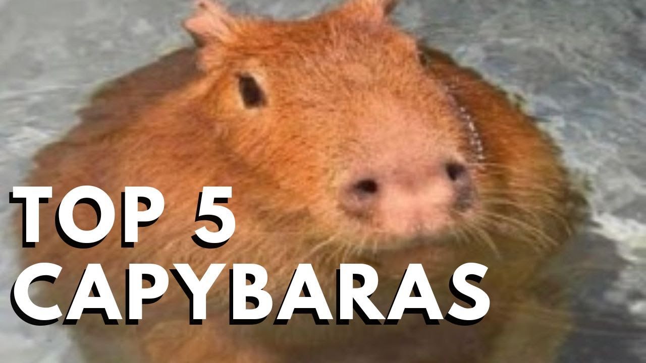 top 5 capybaras - YouTube