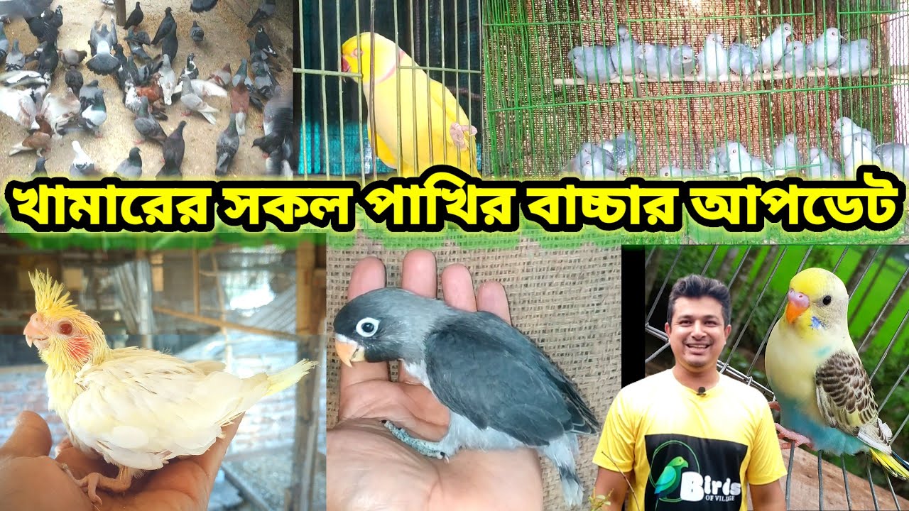 পাখির খামার || সকল পাখির বাচ্চার আপডেট || bangladesh pakhir khamar ...