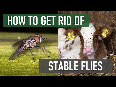 How to Get Rid of Stable Flies - YouTube