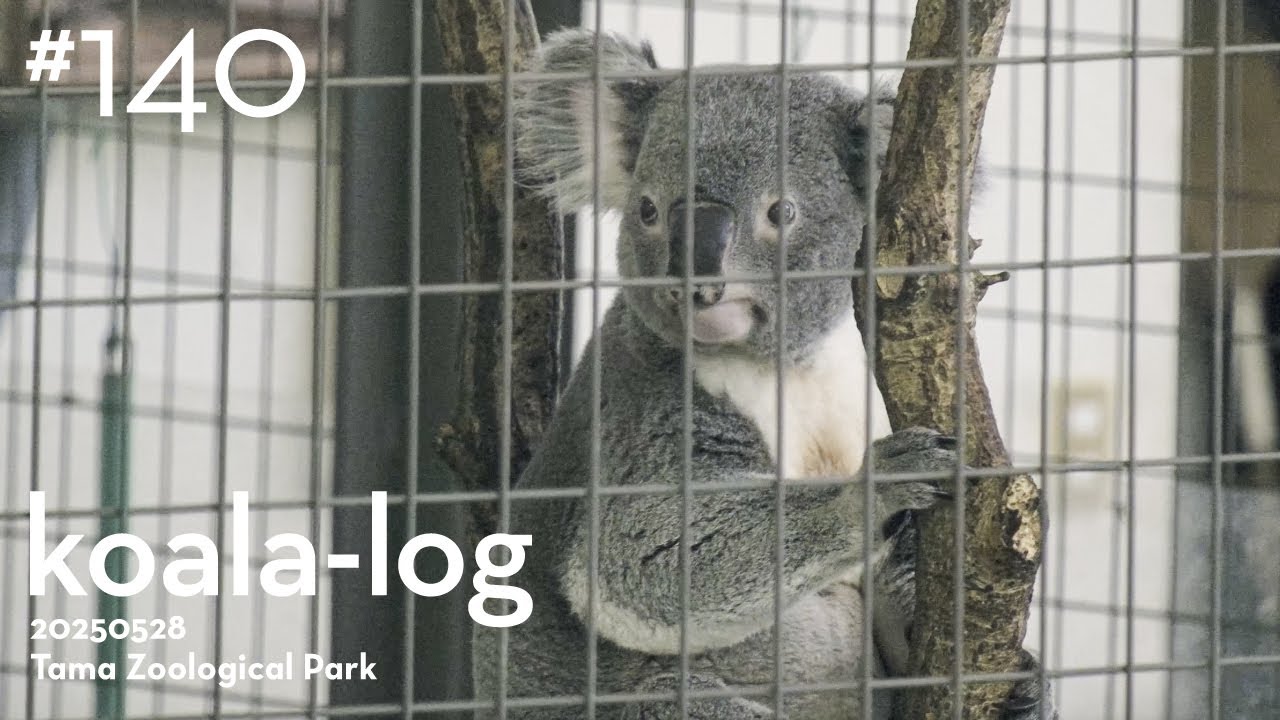 [koala-log] コアラログ #140 多摩動物公園 250528 🐨 - YouTube