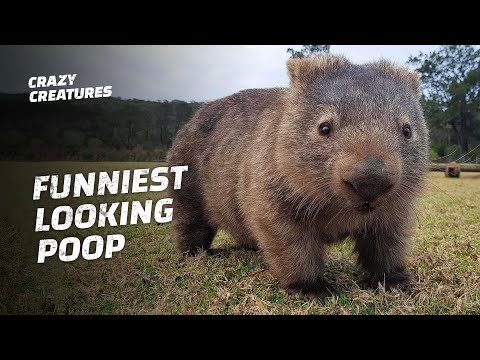 Wombats Have Cube-Shaped Poop