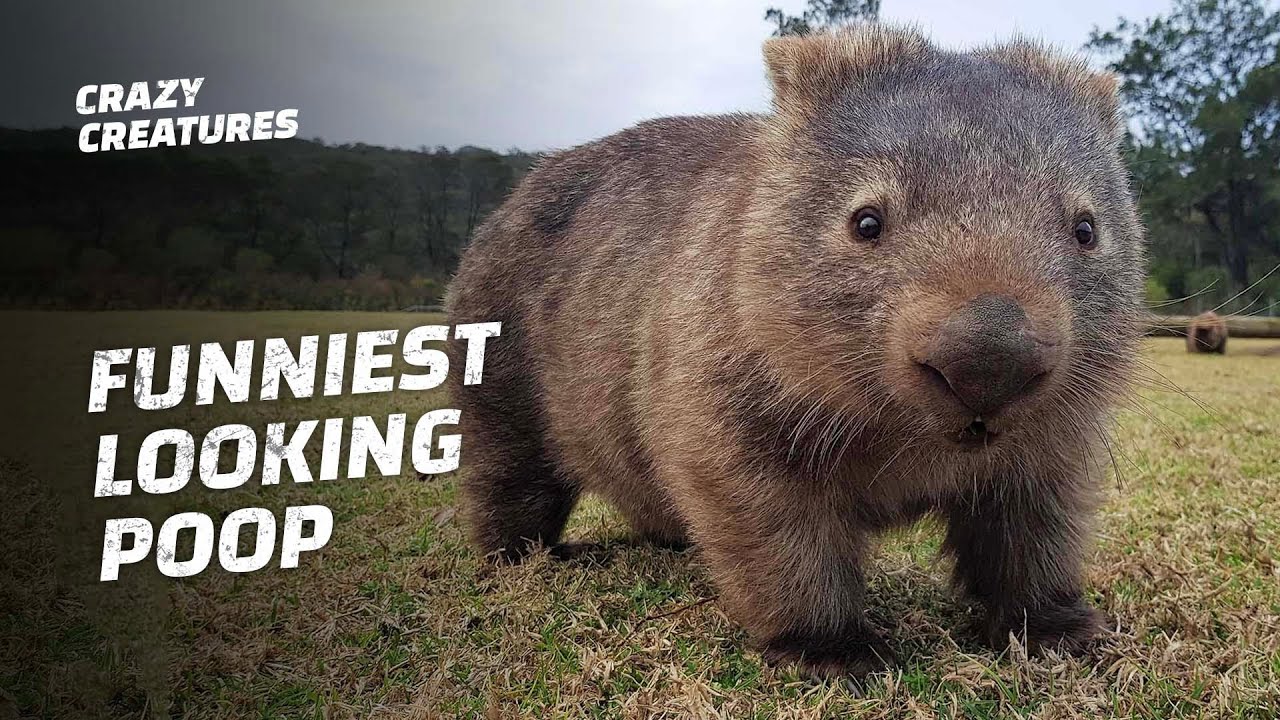 Wombats Have Cube-Shaped Poop - YouTube