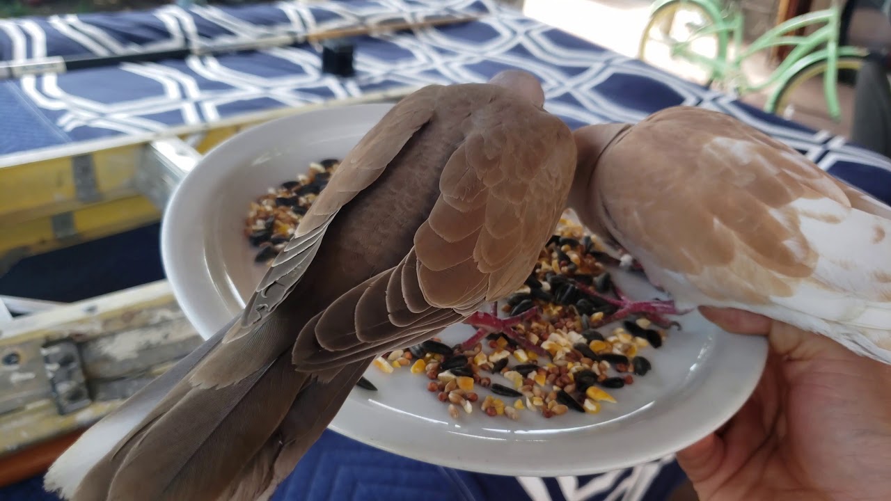 Palomas domesticas de collar negro - YouTube