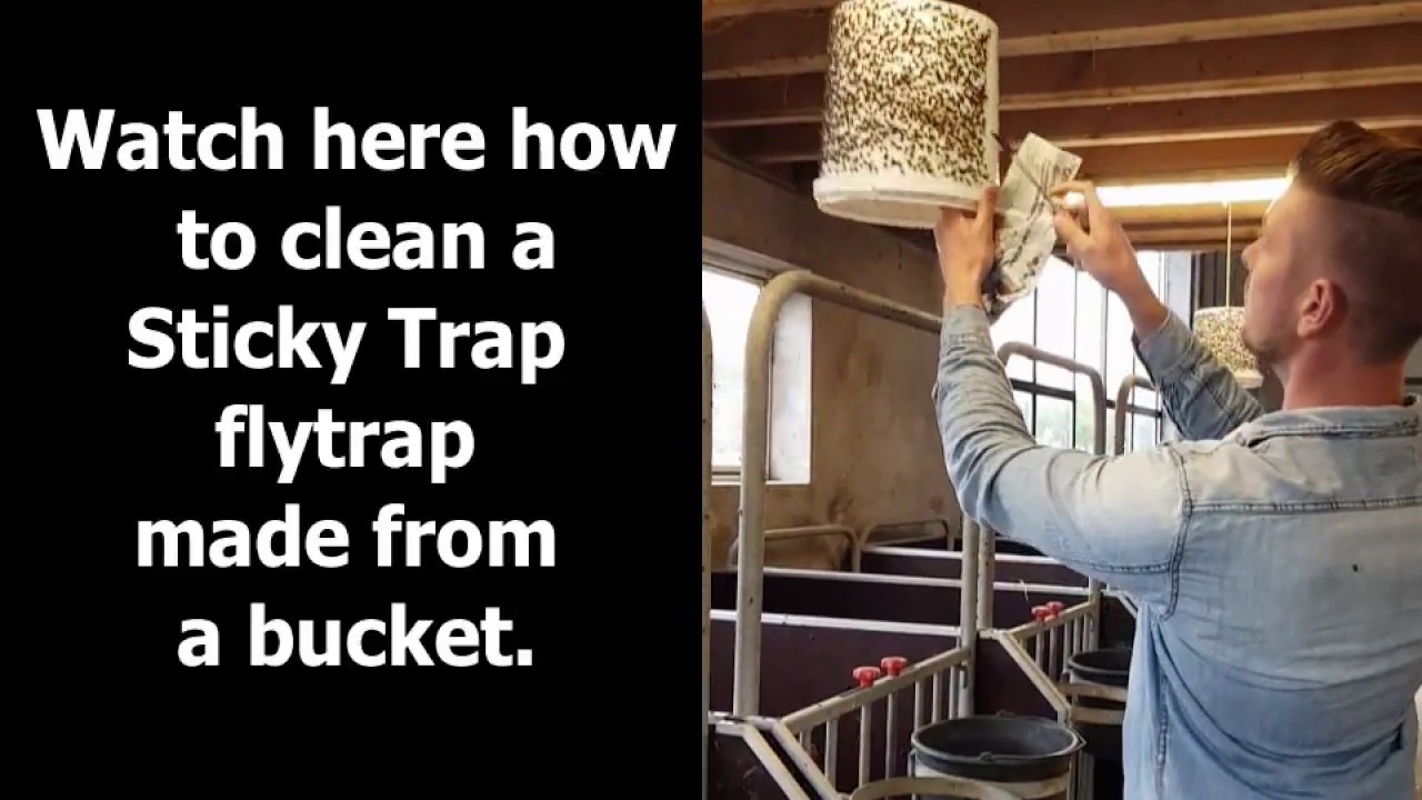 Cleaning a Sticky Trap flytrap made from a bucket - YouTube