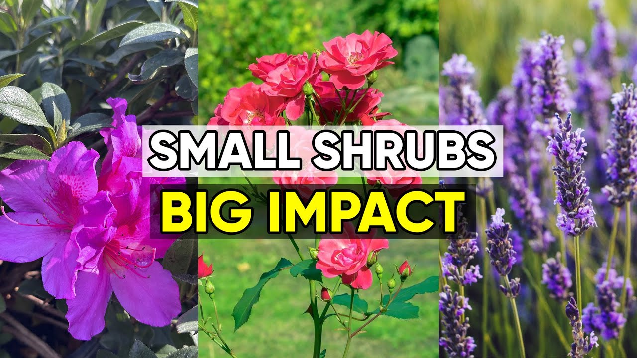 Transform Your Front Yard: 10 Perfect Shrub Combinations for Every Home ...