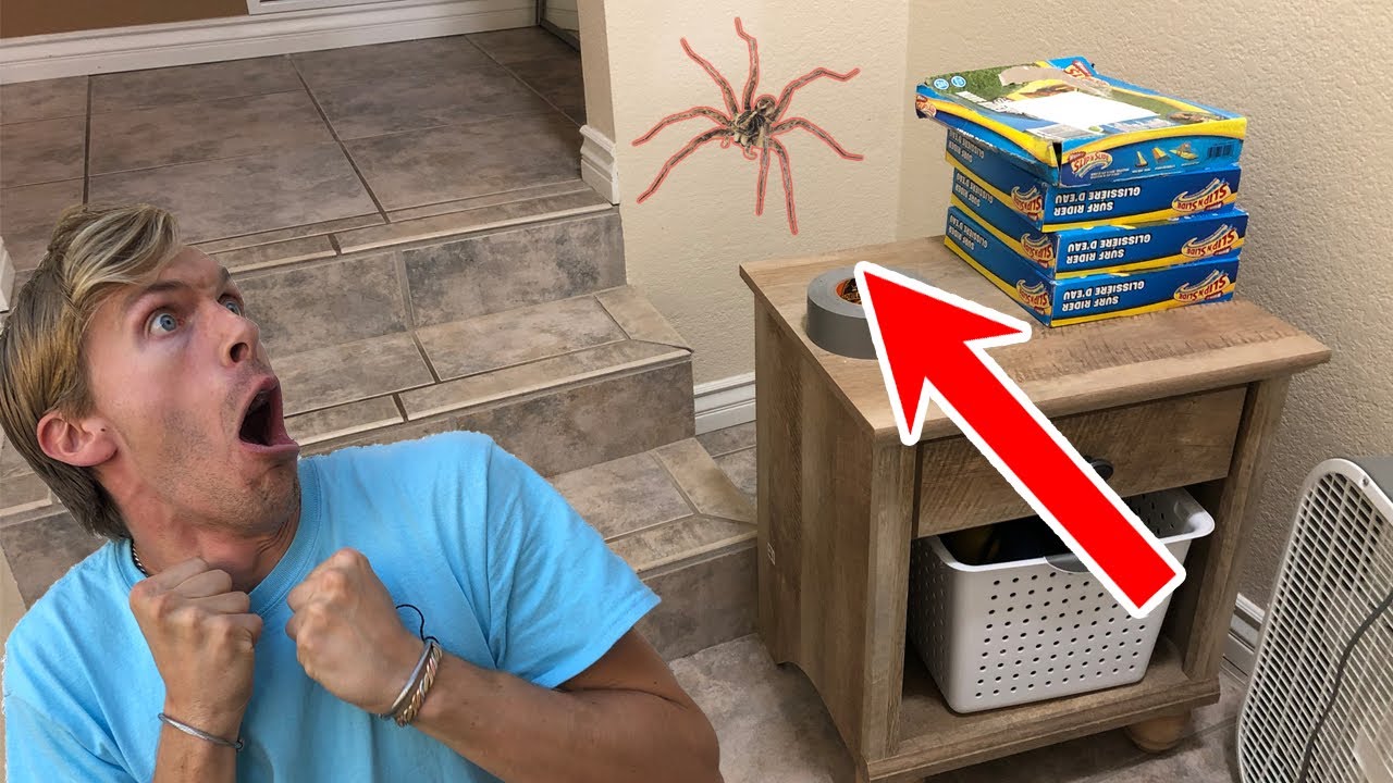 HOW TO HANDLE A SPIDER - YouTube