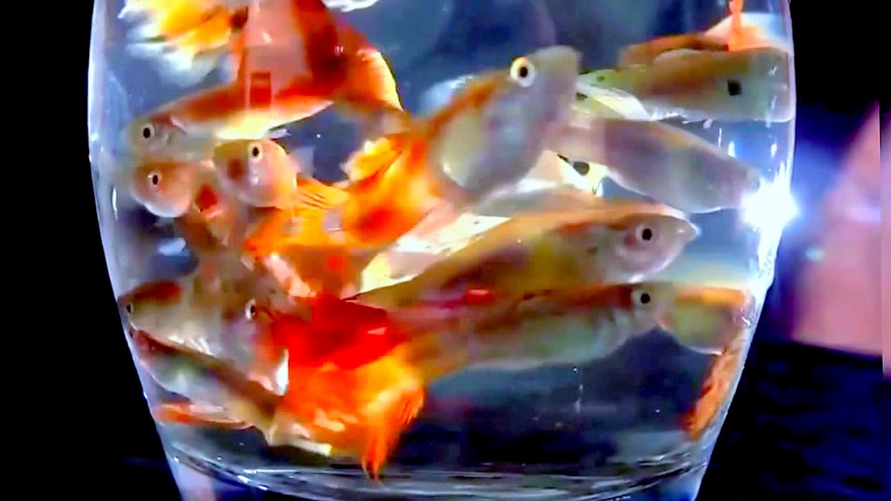 FISH TANK AQUARIUMS BEAUTIFUL FISH COLLECTION EP 080 - YouTube