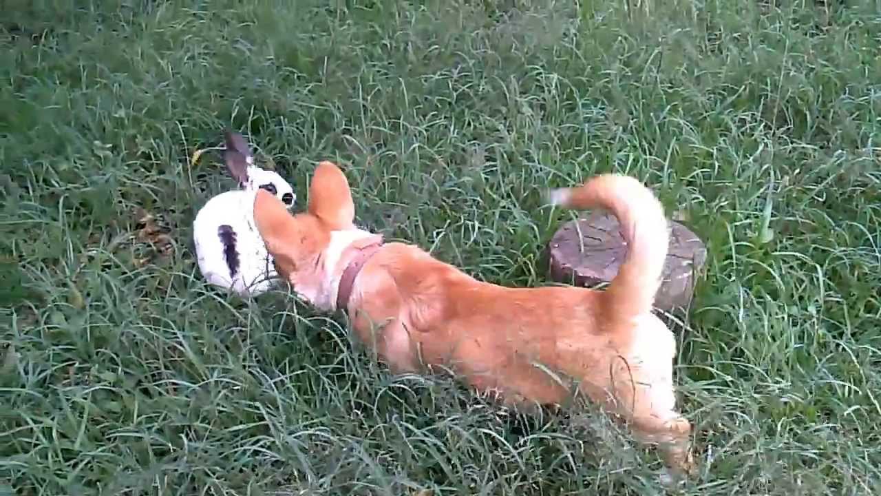 Corgi Bunny Chase - YouTube