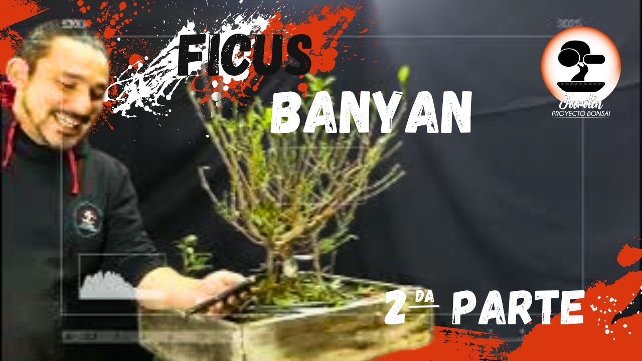 BANYAN 2 PARTE 🌿📽️ Continuación: ¡Reviviendo un Momento Especial en Jardín Proyecto Bonsai! 🎥🌳 ...