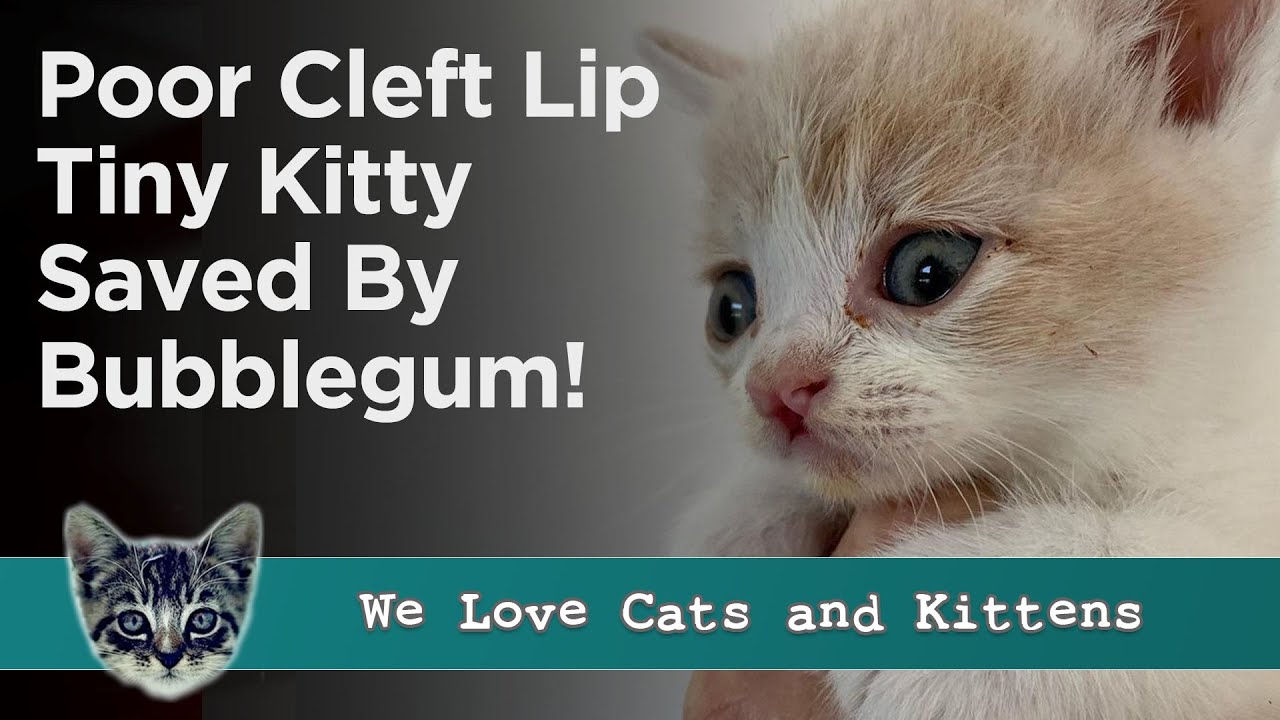 Abandoned Kitten With A Cleft Lip Finds Comfort With A Friendly Bruiser ...