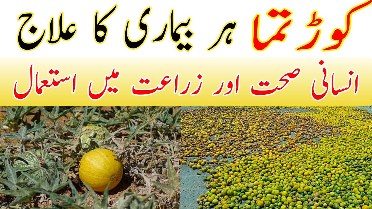 Bitter Apple Kour Tuma uses and health benefits urdu/hind کوڑ تمہ - YouTube