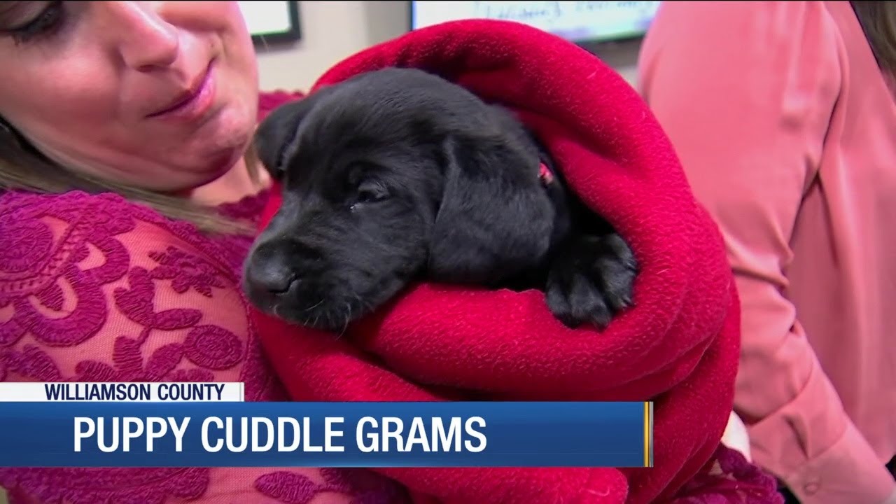 Williamson shelter provides Cuddle grams for Valentine's Day - YouTube