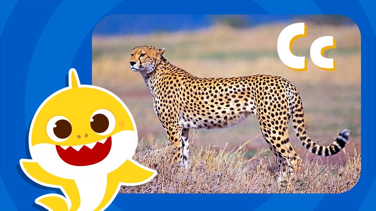 Letter C | Learn Alphabets with Baby Shark | Learn Letters | Learn ...