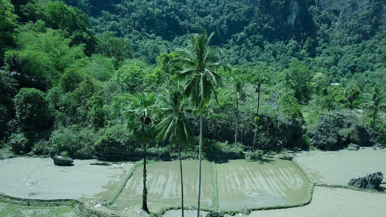 GRATIS VIDEO BACKGROUND PEMANDANGAN ALAM DI DESA//VIEW BY DRONE 4K ...