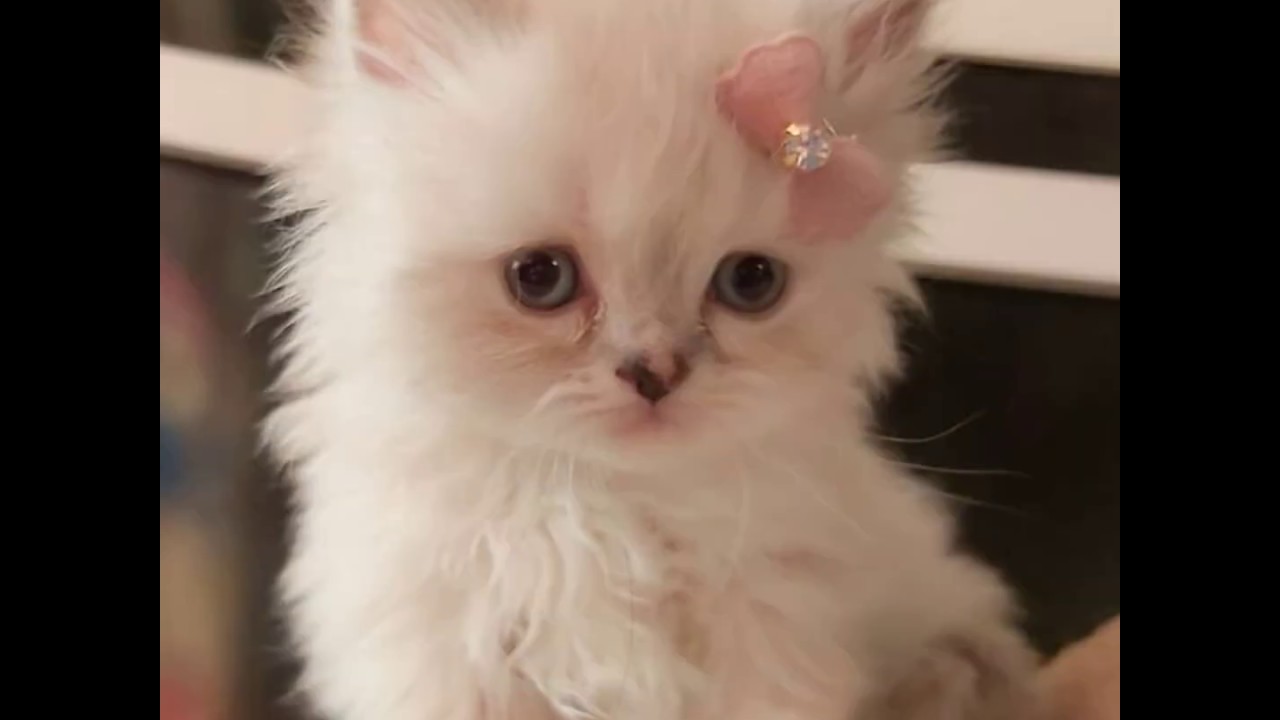 Cute Kitten Slideshow - YouTube