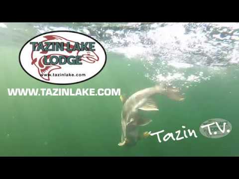 Tazin TV 2018 - Episode 1: Barry Meets Tazin - YouTube