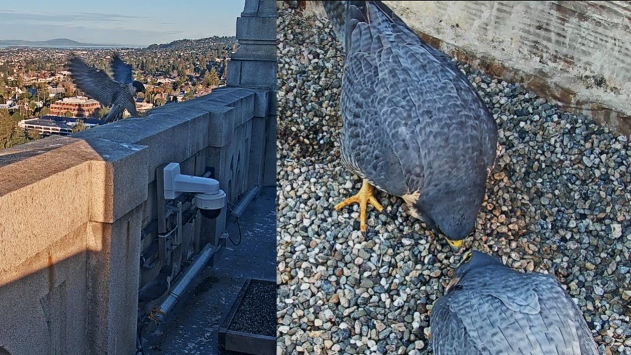 Cal Falcons: Annie & Lou celebrate winter solstice ☀️ 2023 Dec 21 - YouTube