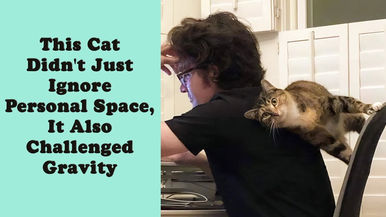 45 Cats Who Thought Breaking Their Owners' Rules Wasn't Enough, So They ...