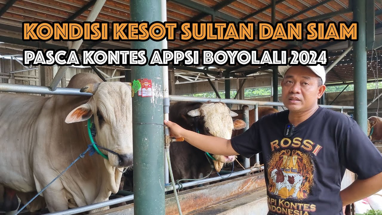 KONDISI SAPI-SAPI JUARA PO CROSS DAN MURNI PASCA KONTES BOYOLALI 2024 ...