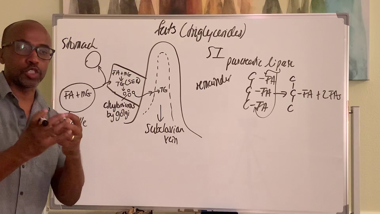 PHYS Dig System Pt 7: Fats and Nucleic Acid Digestion - YouTube