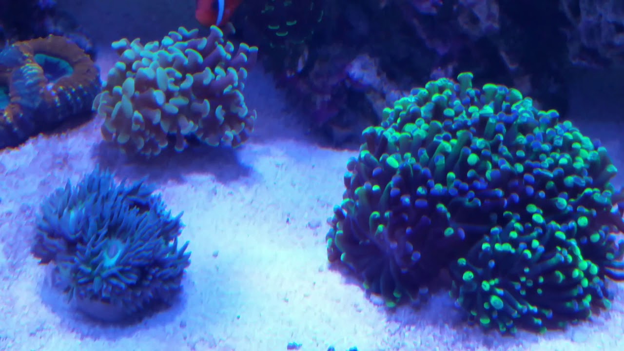 180 gallon reef tank (April Update) - YouTube
