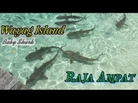 BABY SHARK BEACH | WAYAG ISLAND | RAJA AMPAT - YouTube